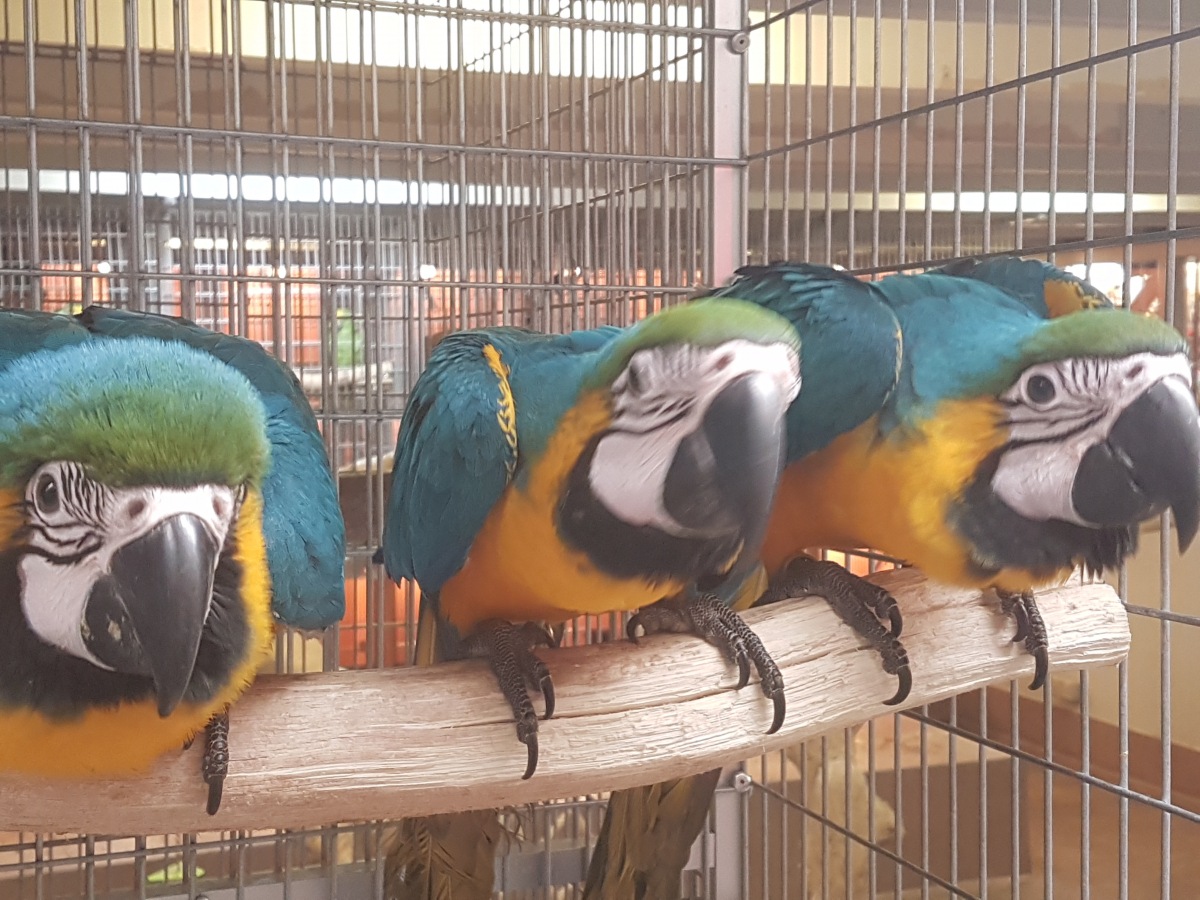 Papegaaien.nl - Meer informatie over Ara's